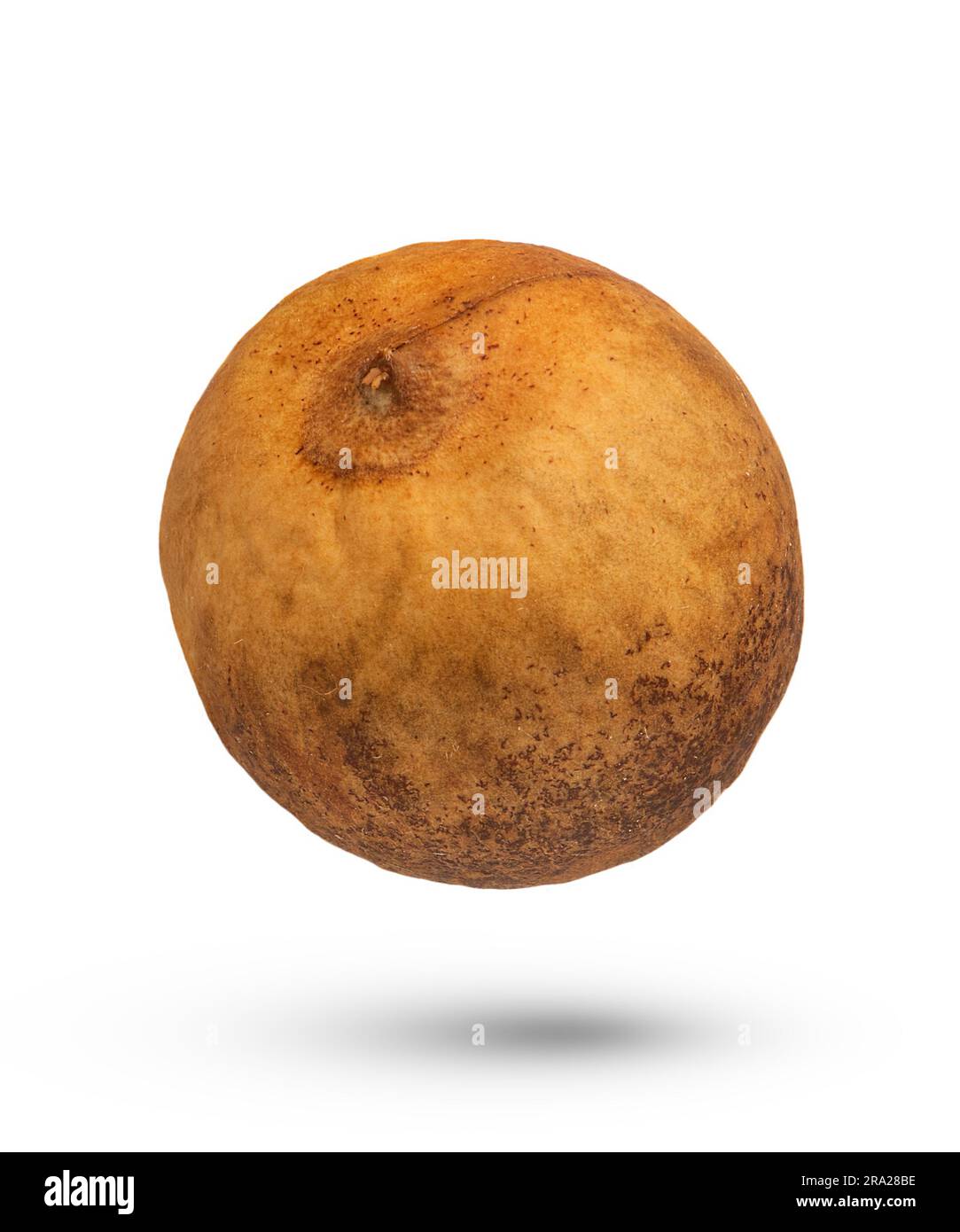 Avocado pit on a white isolated background. A fresh avocado pit casts a ...