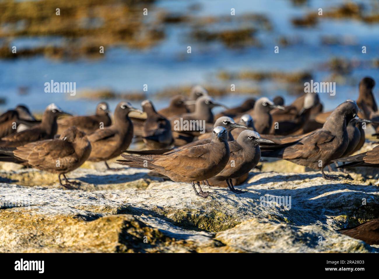 Group of Common noddies (Anous stolidus) on rocky shoreline at low tide ...