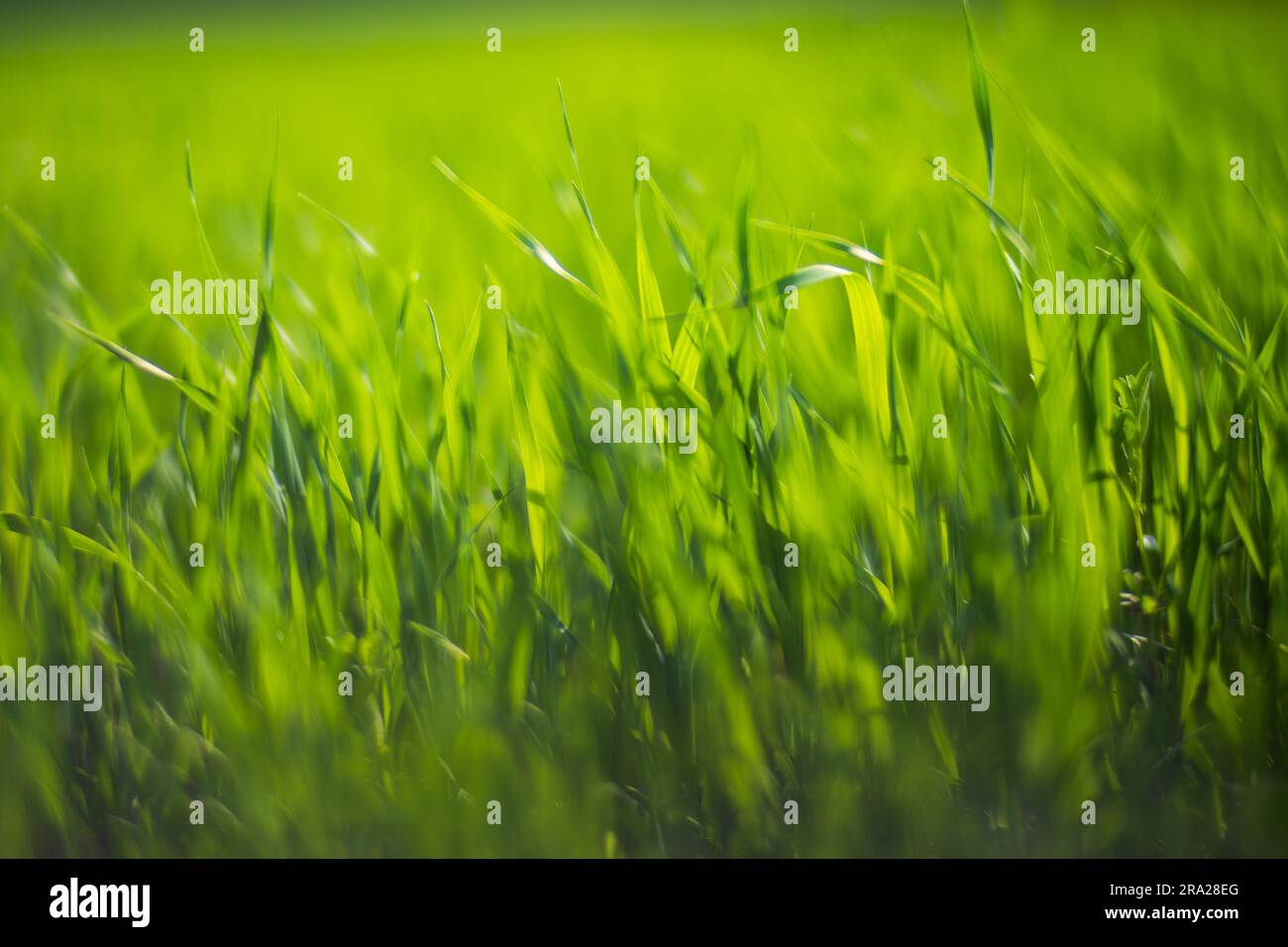 Fresh green grass on a sunny summer day close-up. Beautiful natural ...