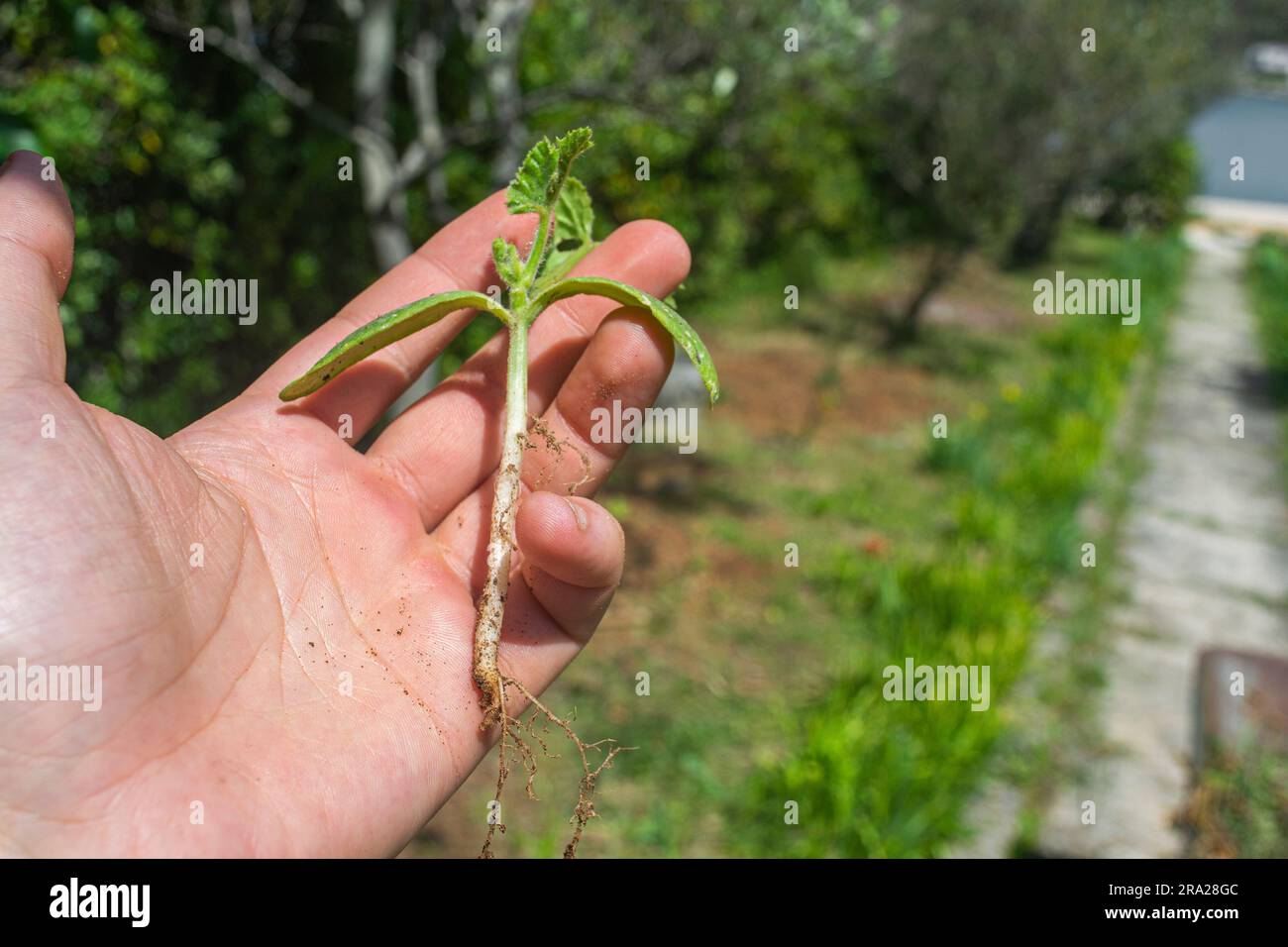 A close-up of a person's hand holding a vibrant green zucchini seedling ...