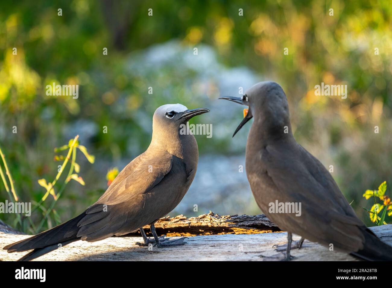 Common noddies (Anous stolidus) Lady Elliot Island, Queensland ...