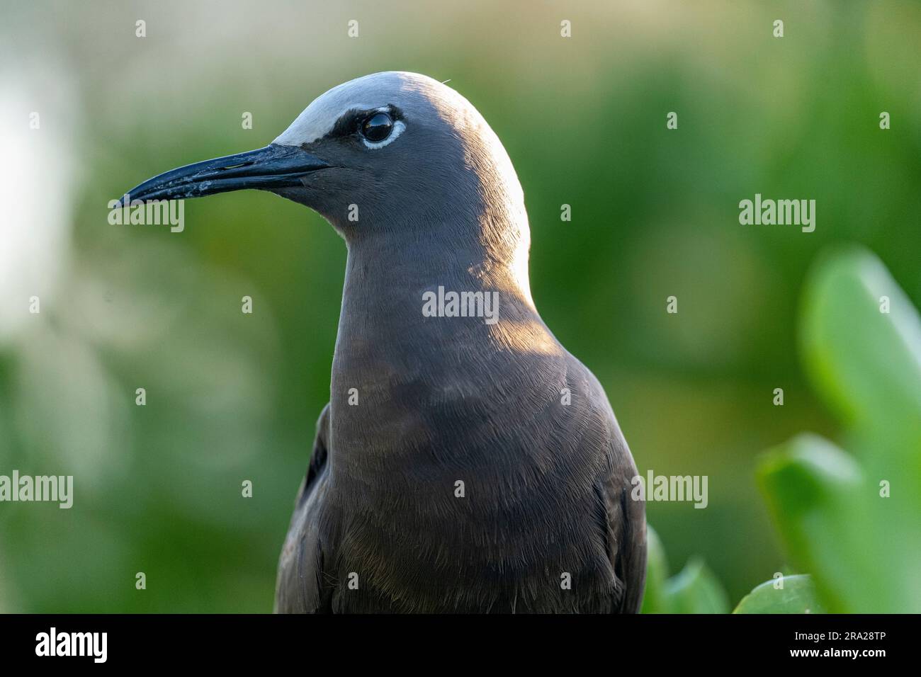 Close up portrait of Common noddy (Anous stolidus), Lady Elliot Island ...