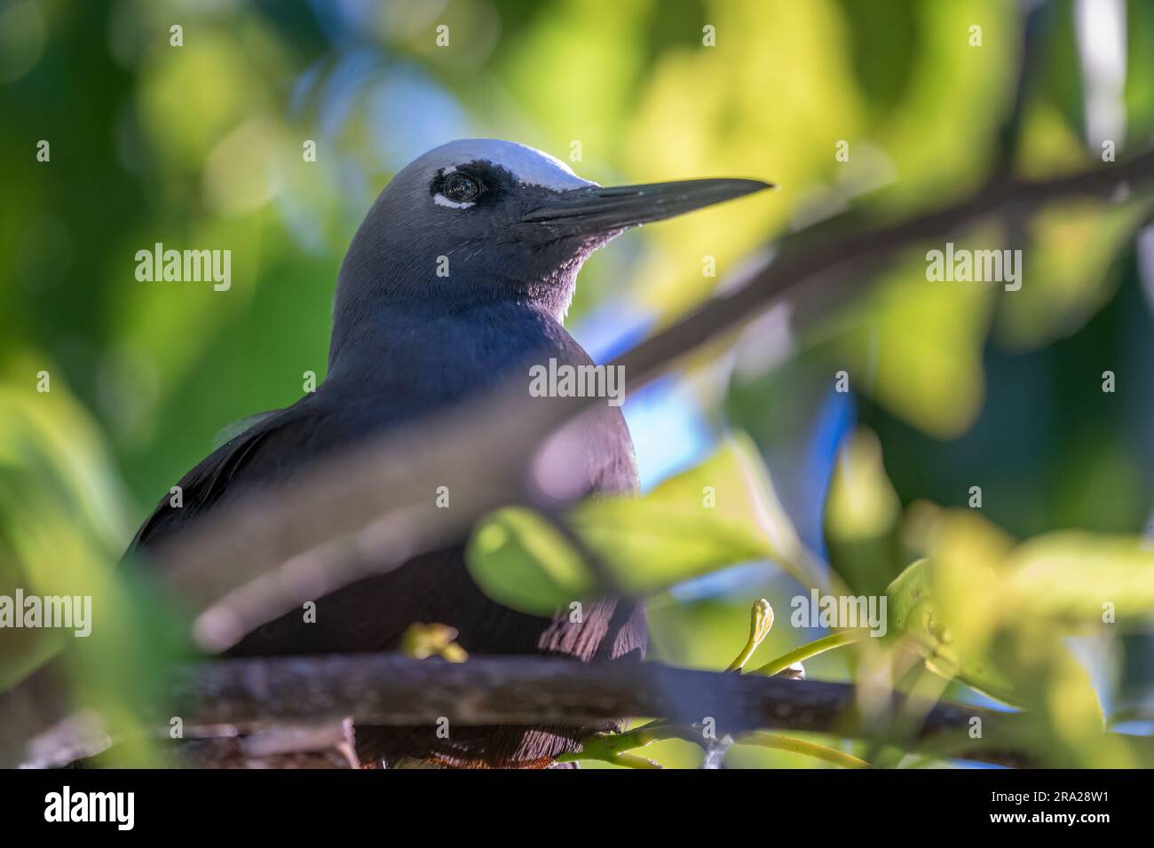 Close up portrait of Common noddy (Anous stolidus), Lady Elliot Island ...