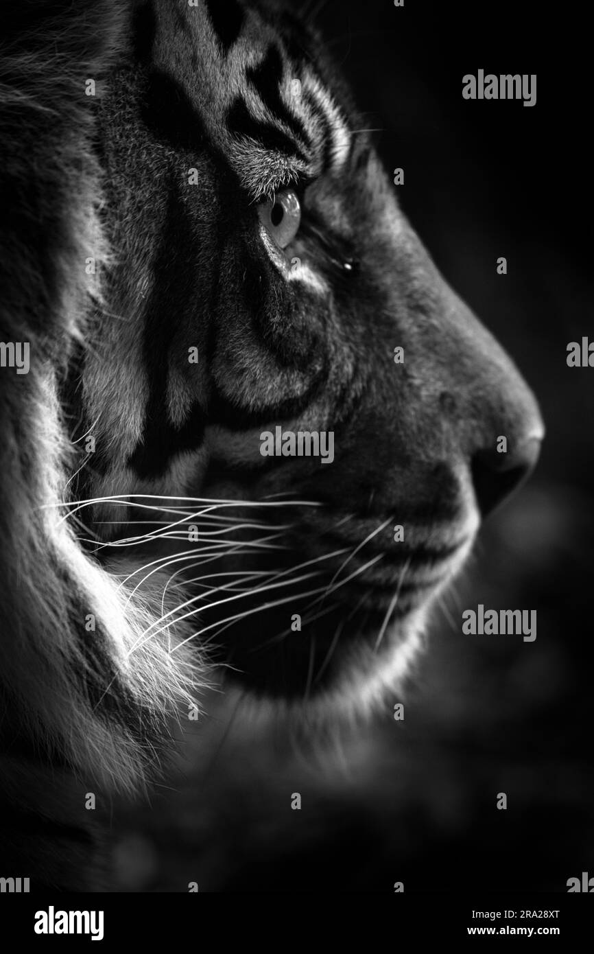 A grayscale portrait of a Sumatran tiger outdoors with a blurry ...