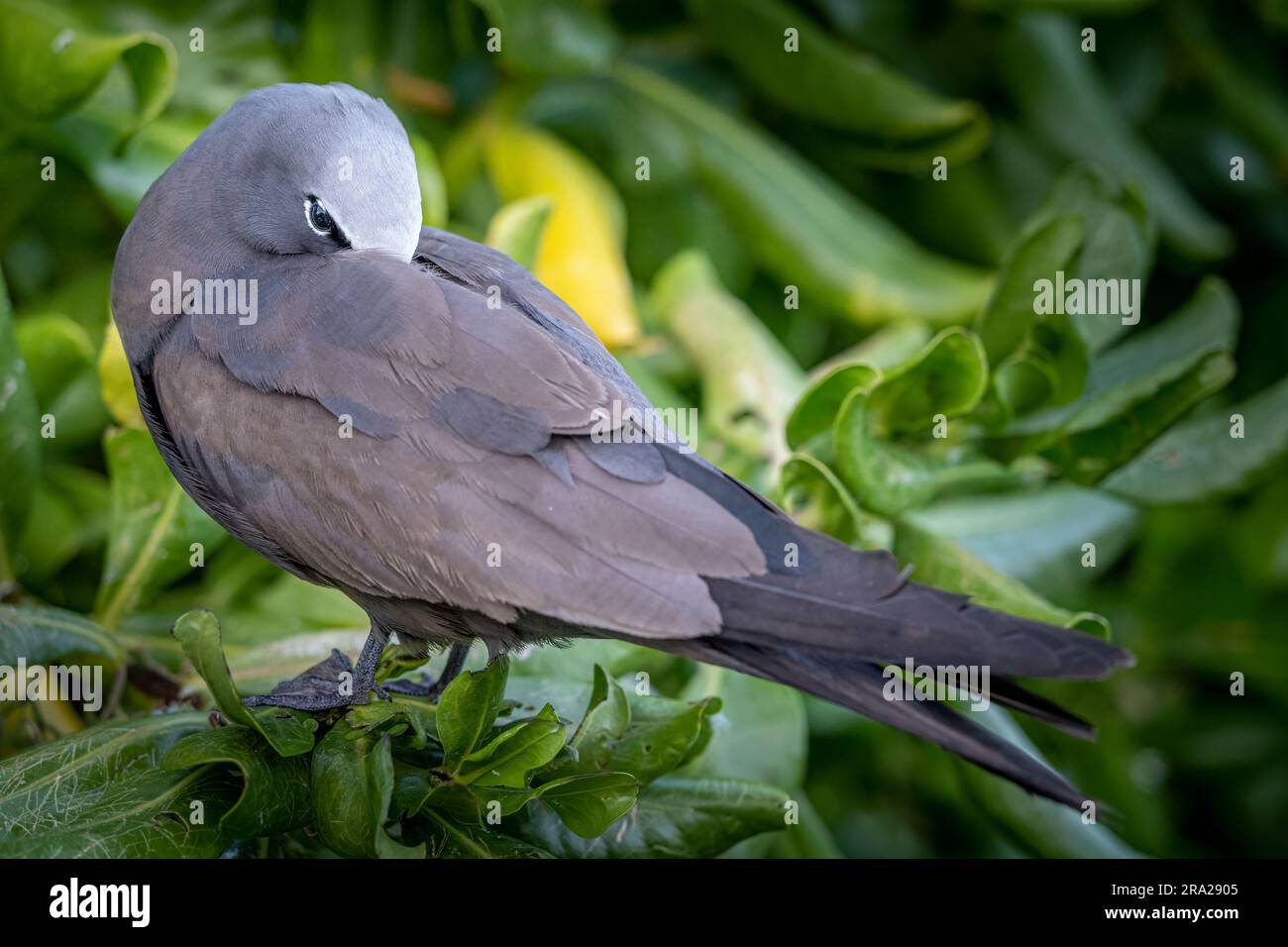 Close up portrait of Common noddy (Anous stolidus), Lady Elliot Island ...