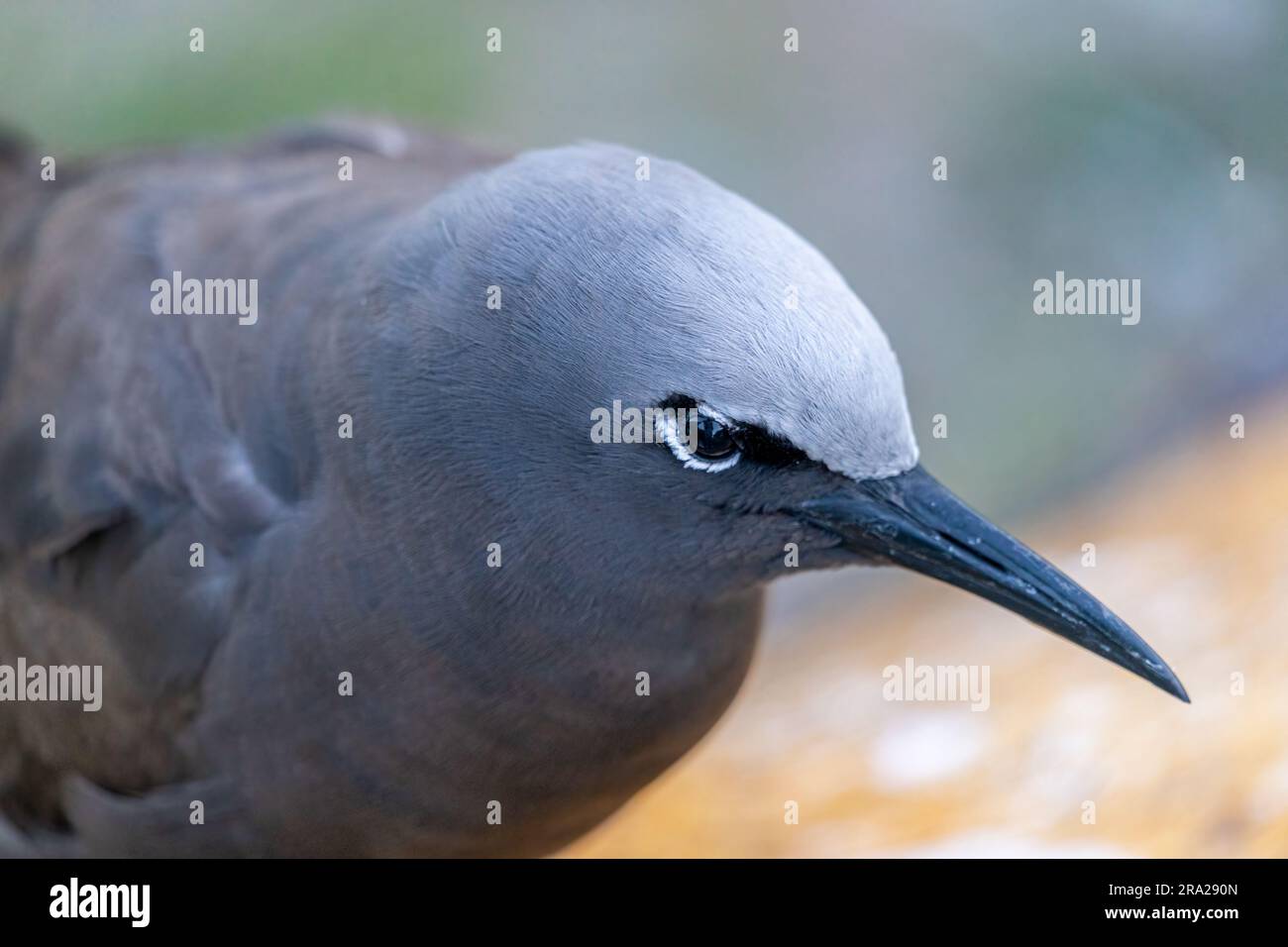 Close up portrait of Common noddy (Anous stolidus), Lady Elliot Island ...