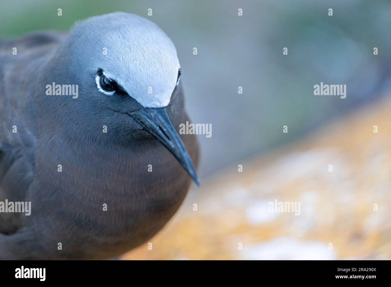 Close up portrait of Common noddy (Anous stolidus), Lady Elliot Island ...