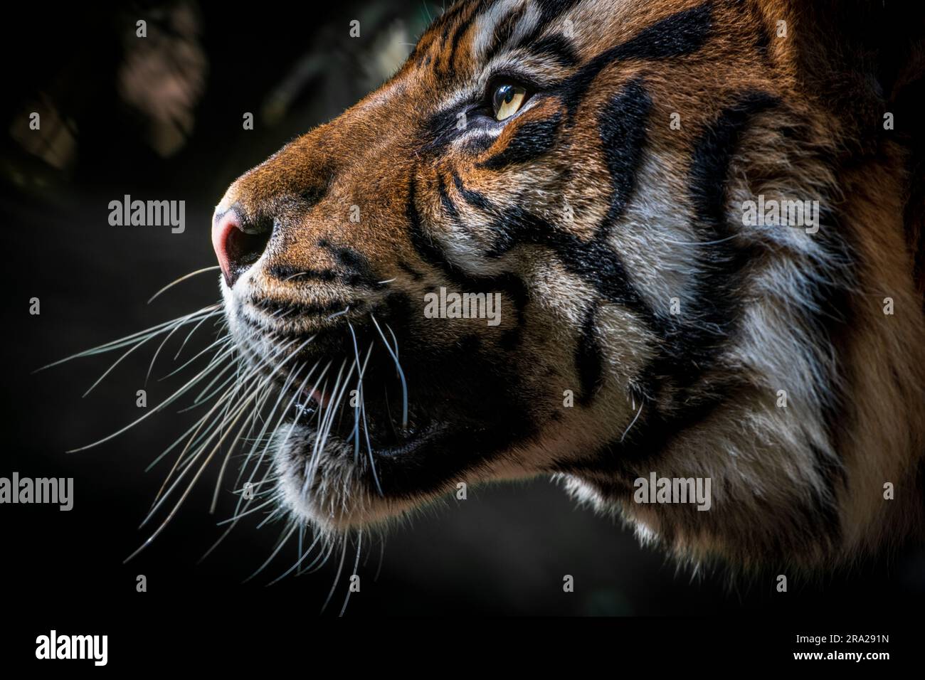 A portrait of a Bengal tiger in a zoo with a blurry background Stock ...