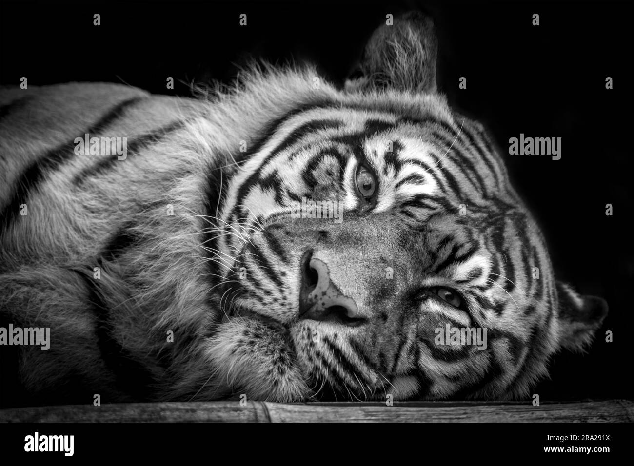 A grayscale portrait of a Sumatran tiger outdoors with a blurry ...