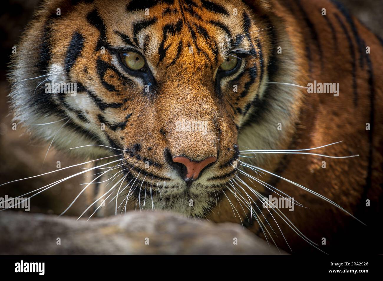 A portrait of a Bengal tiger in a zoo with a blurry background Stock ...
