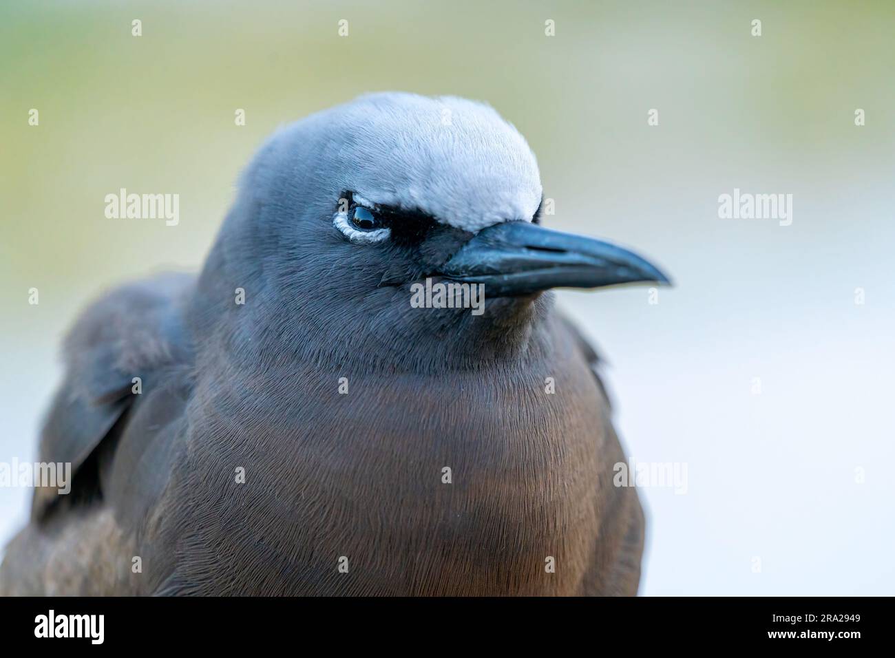 Close up portrait of Common noddy (Anous stolidus), Lady Elliot Island ...