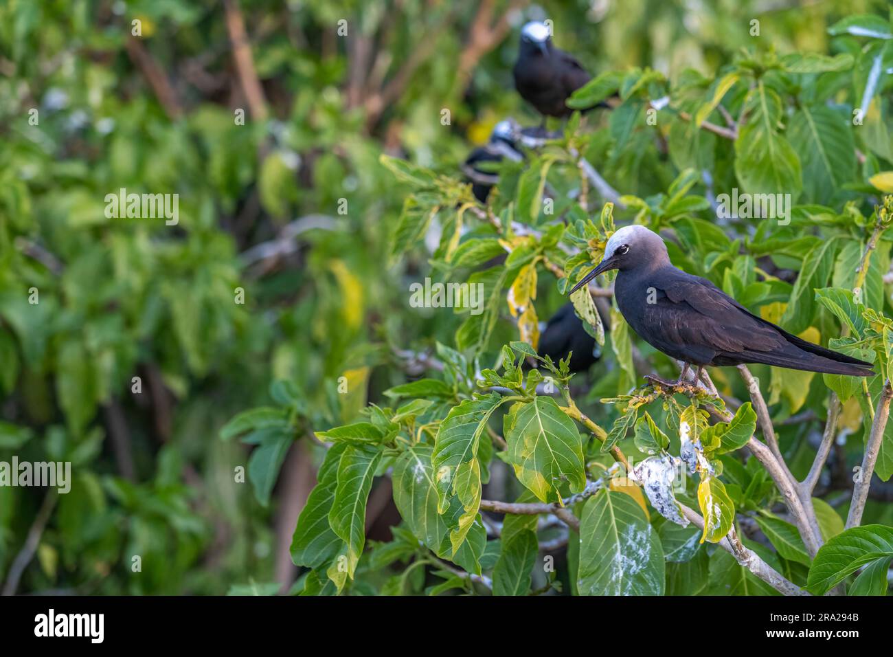 Common noddies (Anous stolidus) perched in coastal vegetation, Lady ...