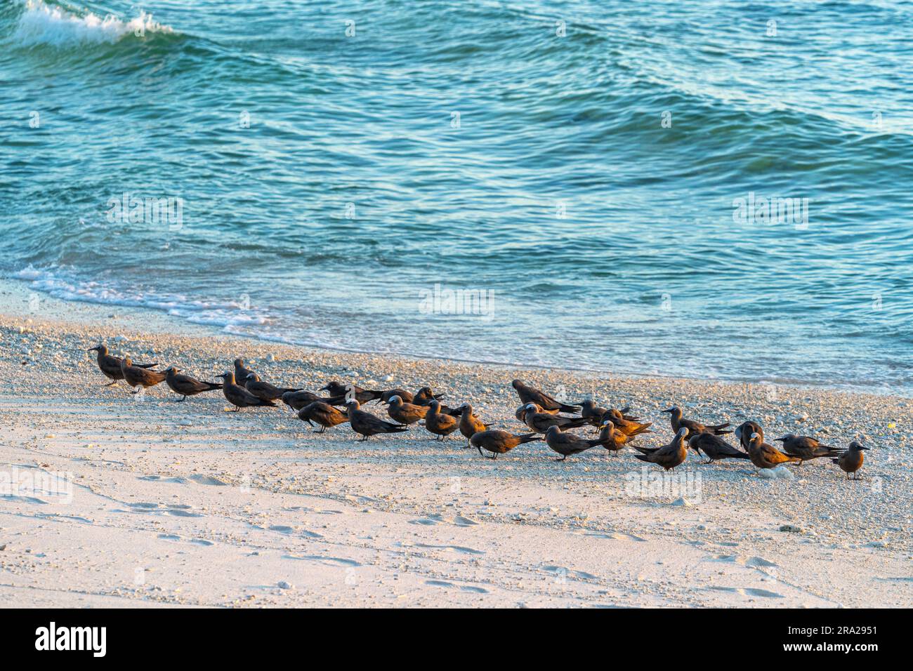 Small flock of Common noddies (Anous stolidus) standing on waters edge ...