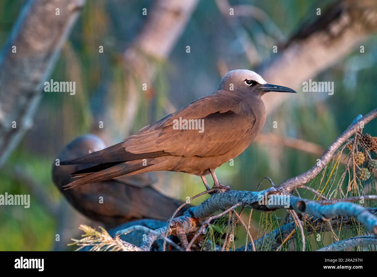 Side view of Common noddy (Anous stolidus) Lady Elliot Island ...