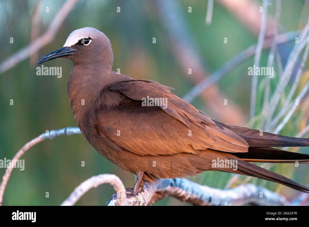 Close up portrait of Common noddy (Anous stolidus), Lady Elliot Island ...