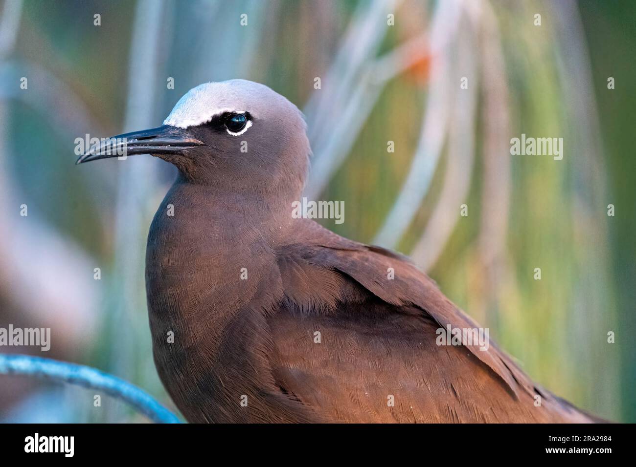 Close up portrait of Common noddy (Anous stolidus), Lady Elliot Island ...