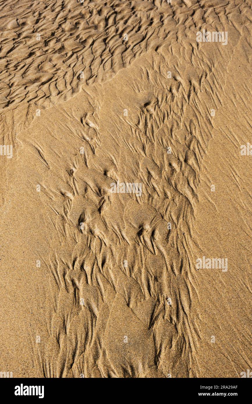 Sand ripples at low tide on Mawgan Porth beach in Cornwall in the UK ...