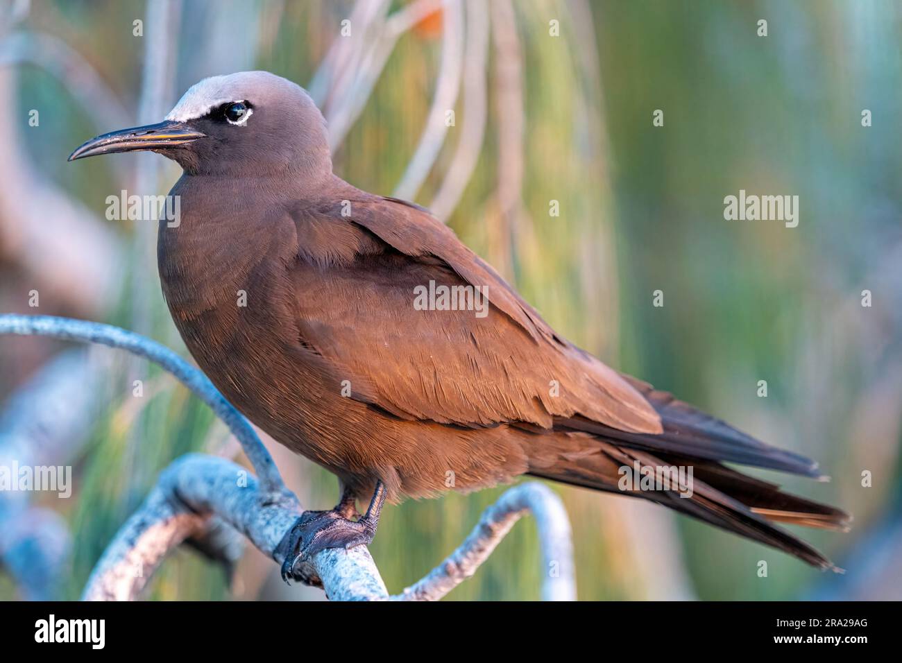 Close up portrait of Common noddy (Anous stolidus), Lady Elliot Island ...