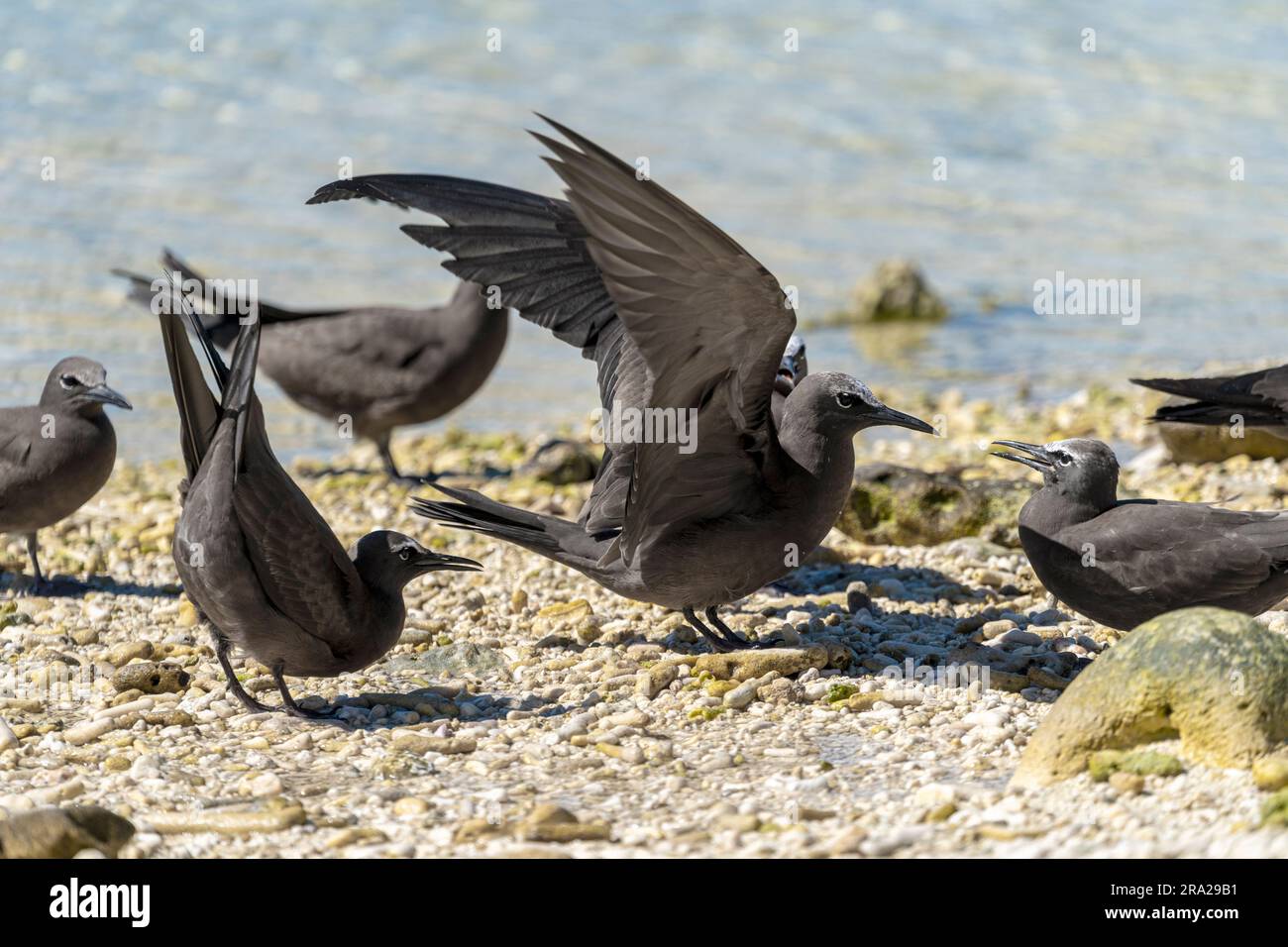 Common noddies (Anous stolidus) on pebble beach, Lady Elliot Island ...