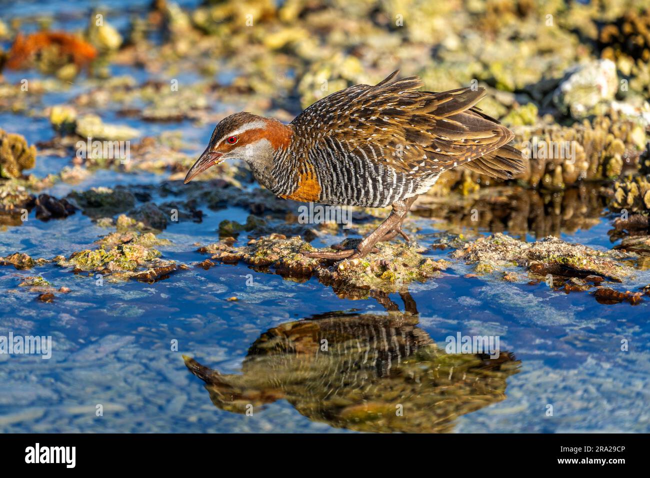 Buff-banded rail (Hypotaenidia philippensis) feeding in coral lagoon at ...