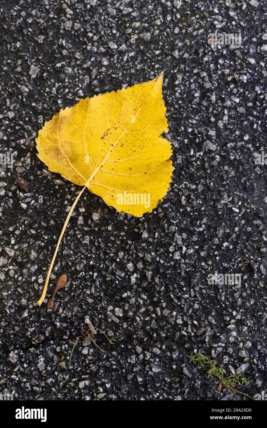 A single yellowing Silver Birch tree Betula pendula leaf lying on the ...