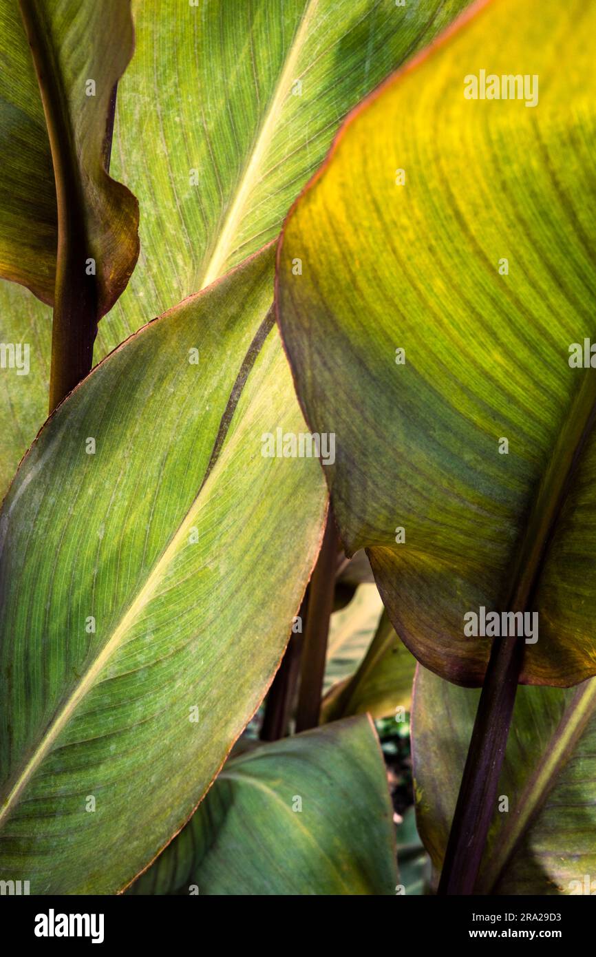 The leaves of a Banana Plant Musa basjoo growing in a park in Newquay ...