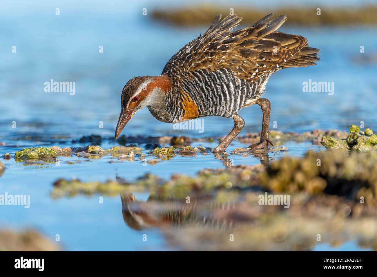 Buff-banded rail (Hypotaenidia philippensis) feeding in coral lagoon at ...