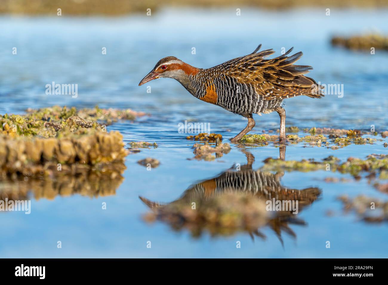 Buff-banded rail (Hypotaenidia philippensis) feeding in coral lagoon at ...