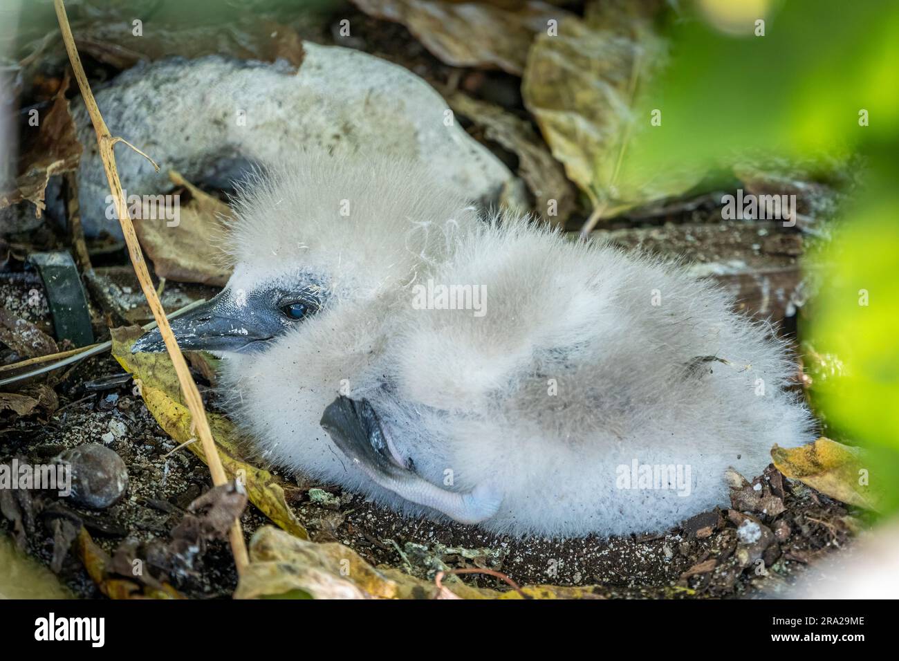Red-tailed tropicbird (Phaethon rubricauda) chick, Lady Elliot Island ...