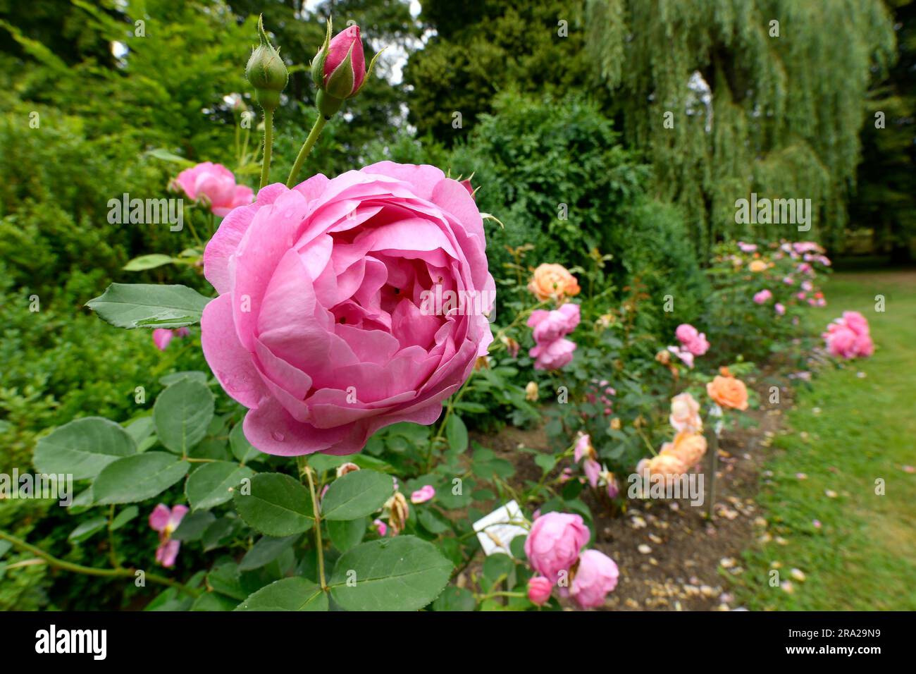 Nebilovy, Czech Republic. 30th June, 2023. Dozens of species of roses ...
