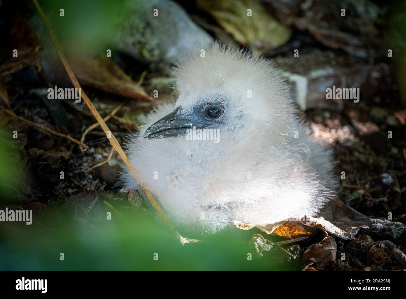 Red-tailed tropicbird (Phaethon rubricauda) chick, Lady Elliot Island ...