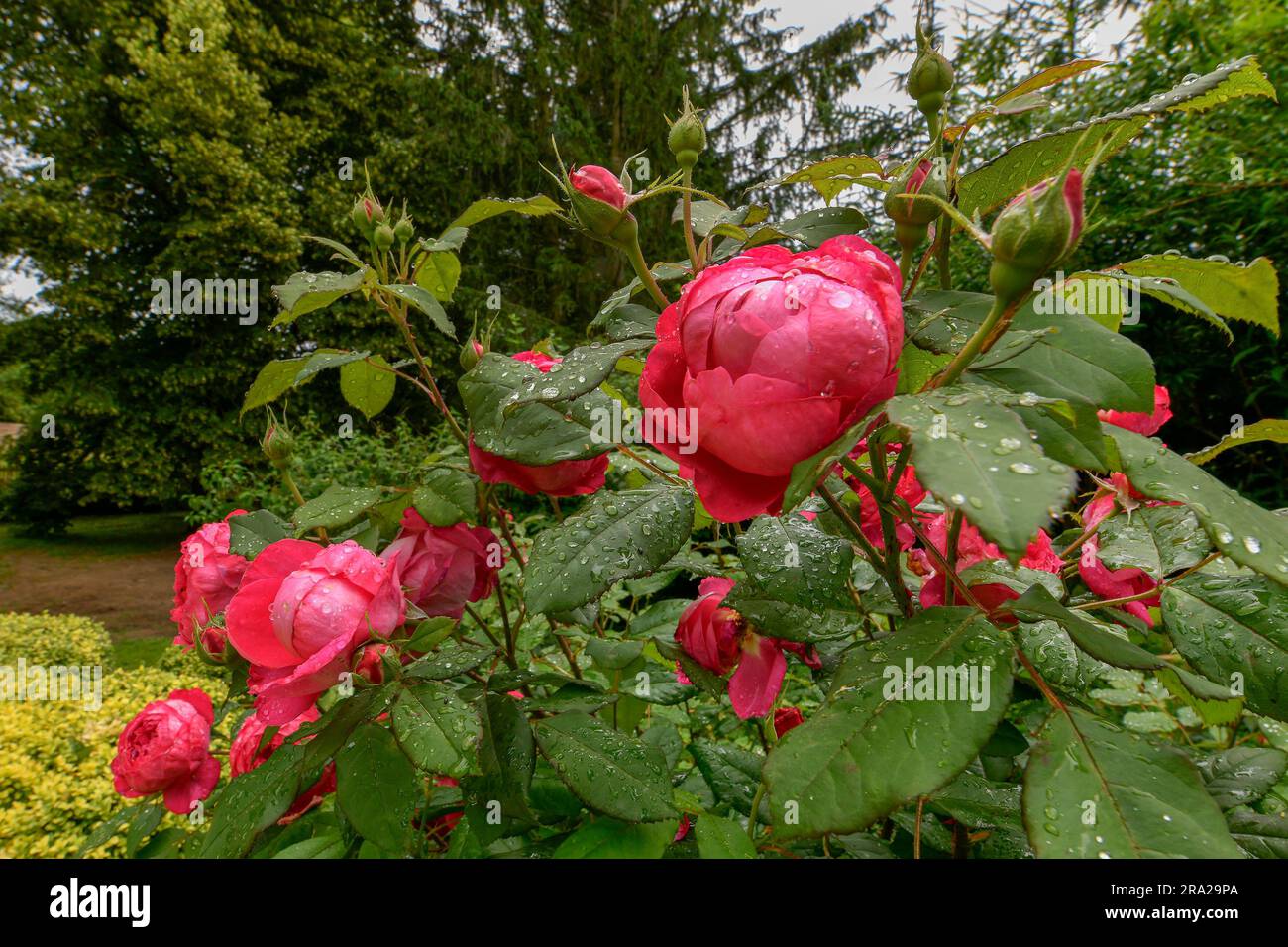 Nebilovy, Czech Republic. 30th June, 2023. Dozens of species of roses ...