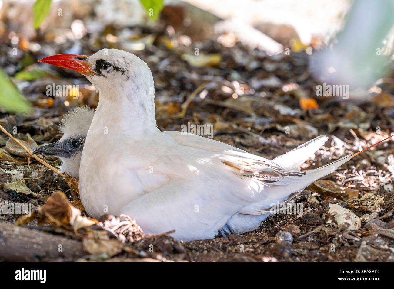 Red-tailed tropicbird (Phaethon rubricauda) with chick, Lady Elliot ...