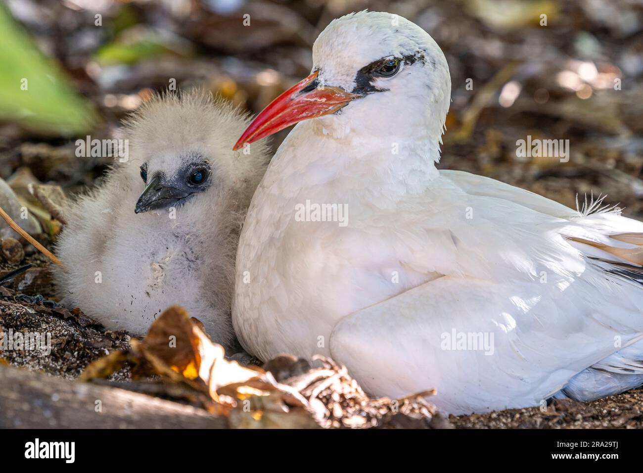 Red-tailed tropicbird (Phaethon rubricauda) with chick, Lady Elliot ...