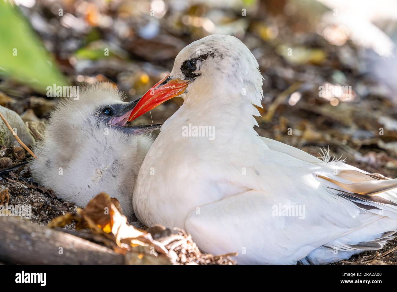 Red-tailed tropicbird (Phaethon rubricauda) feeding chick, Lady Elliot ...