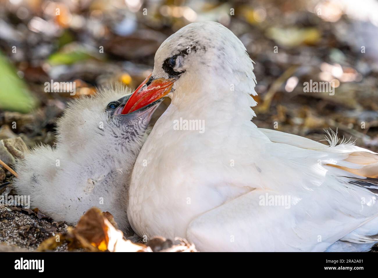 Red-tailed tropicbird (Phaethon rubricauda) feeding chick, Lady Elliot ...