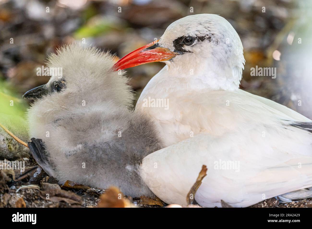 Red-tailed tropicbird (Phaethon rubricauda) with chick, Lady Elliot ...