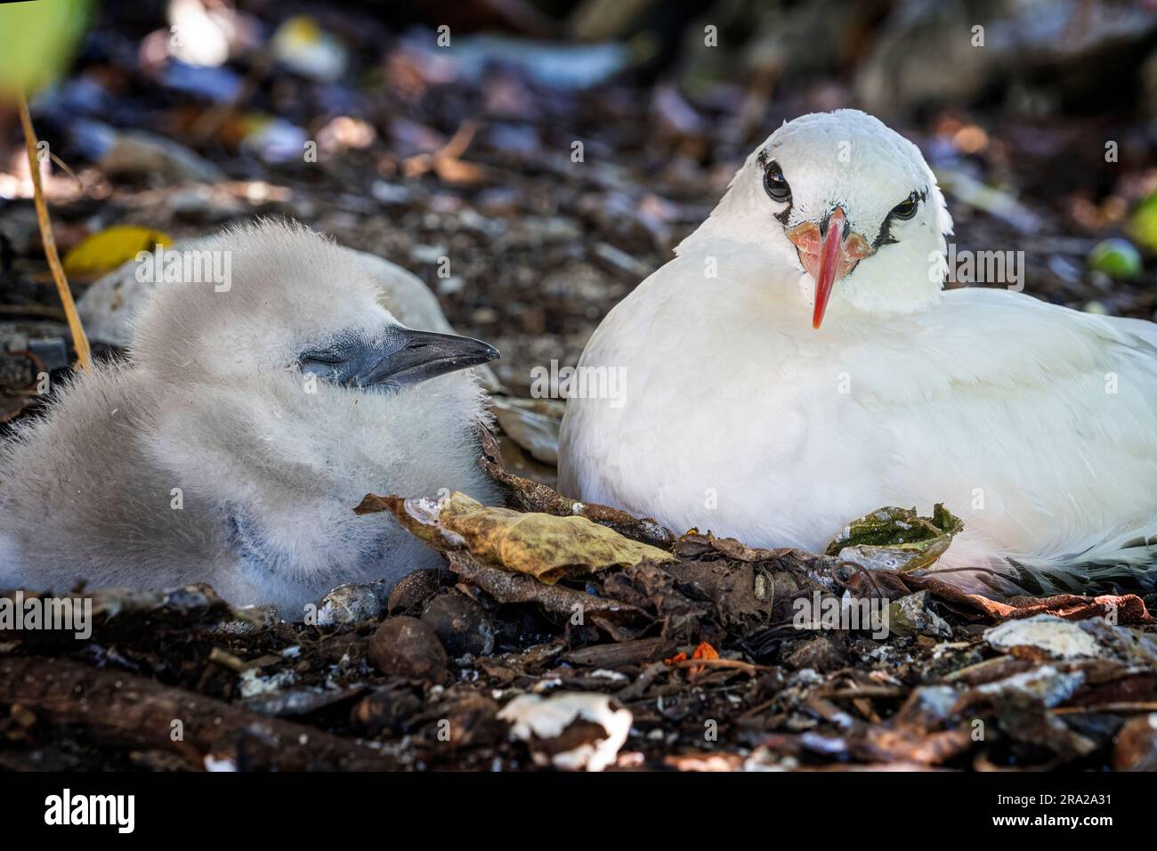 Red-tailed tropicbird (Phaethon rubricauda) with chick, Lady Elliot ...