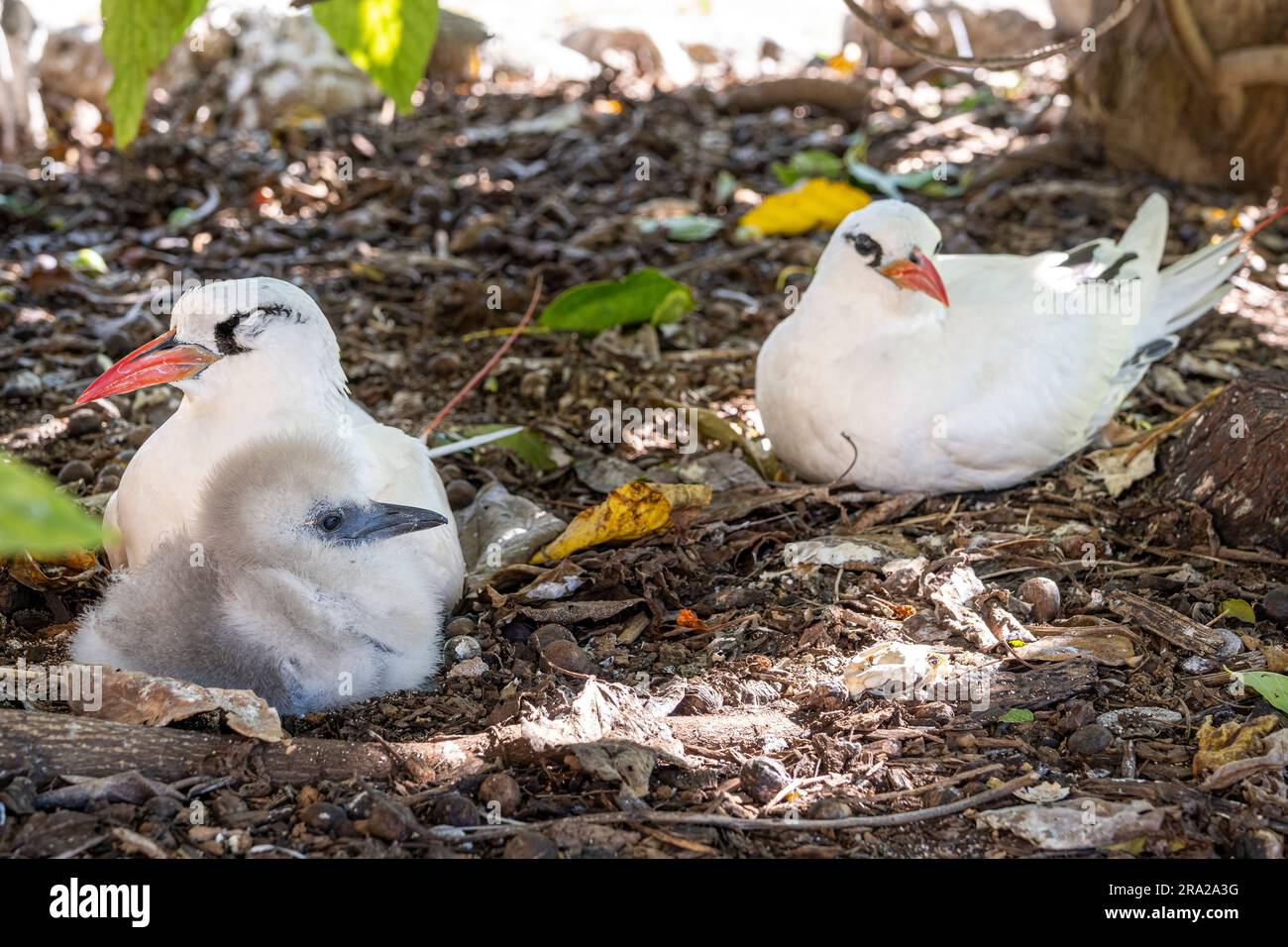 Red-tailed tropicbird (Phaethon rubricauda) with chick, Lady Elliot ...