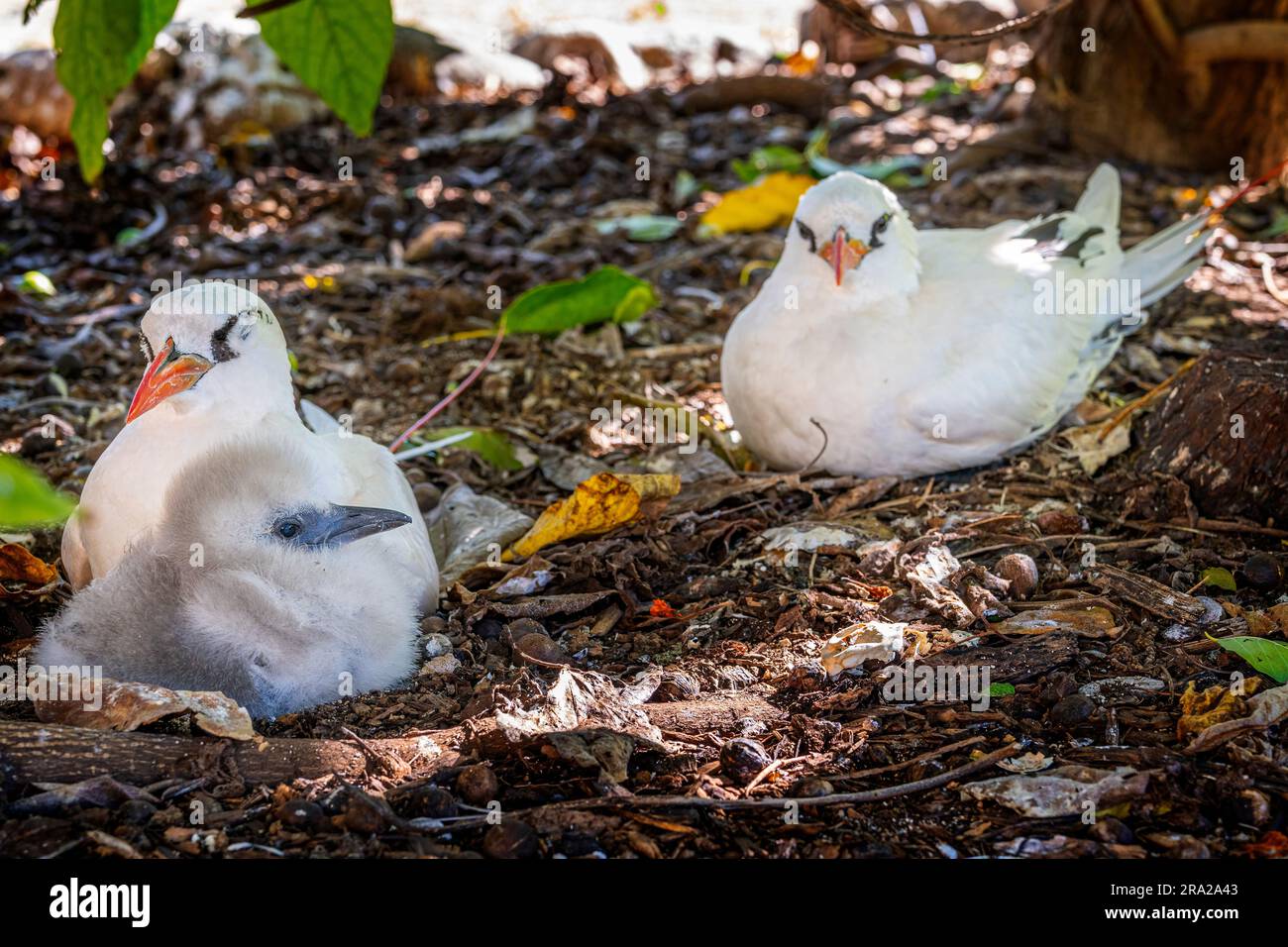 Red-tailed tropicbird (Phaethon rubricauda) with chick, Lady Elliot ...
