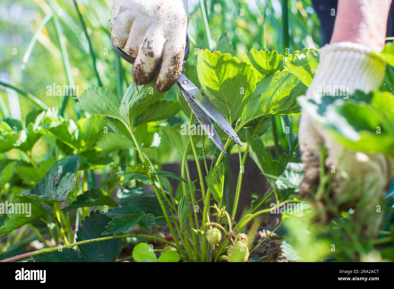 The farmer takes care of the plants in the vegetable garden on the farm ...