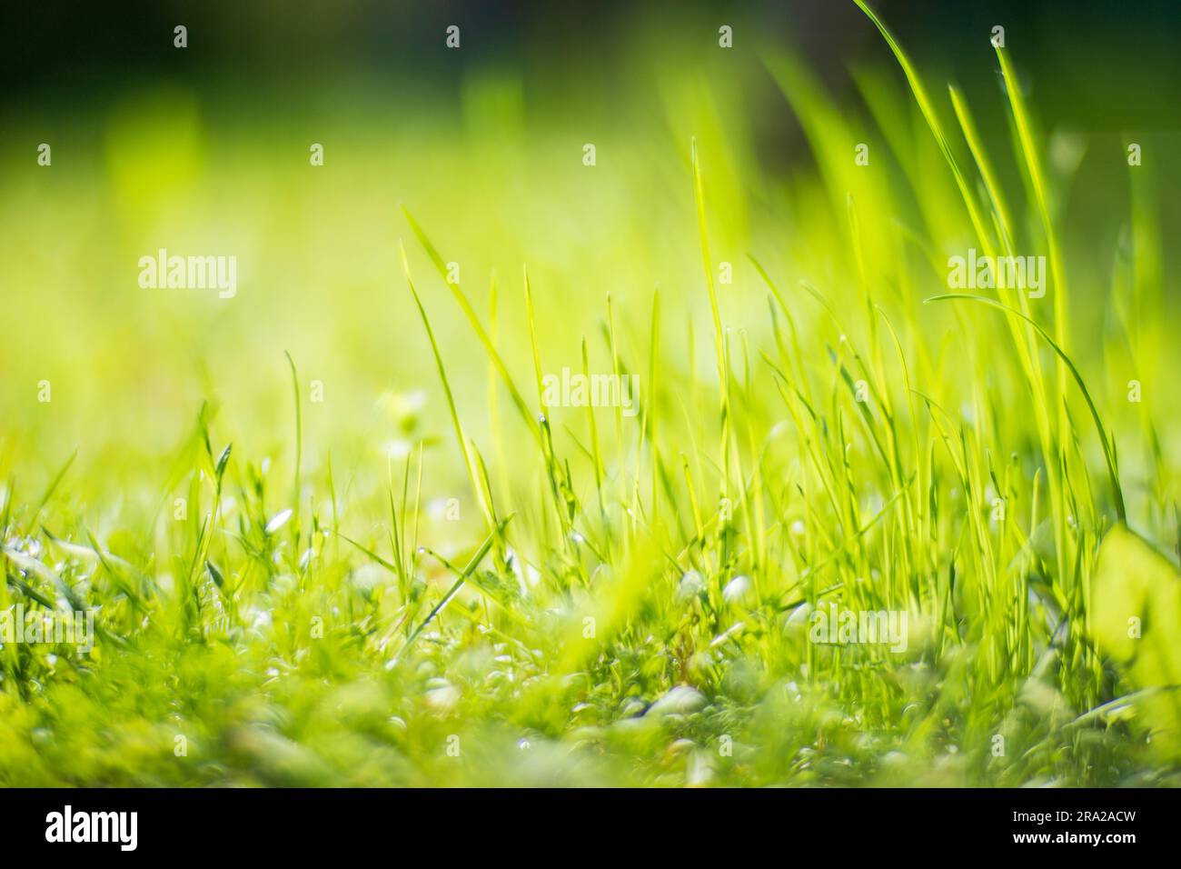 Fresh green grass on a sunny summer day close-up. Beautiful natural ...