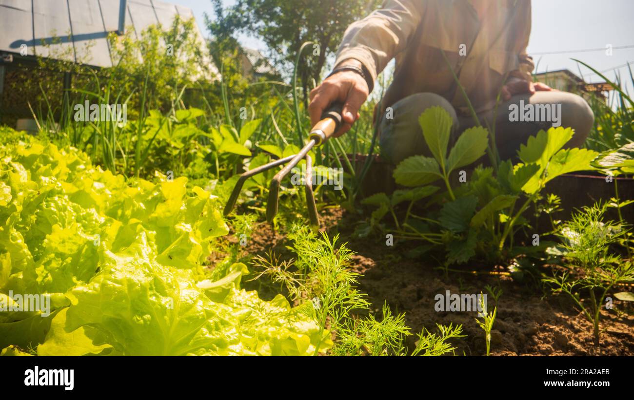 The farmer takes care of the plants in the vegetable garden on the farm ...