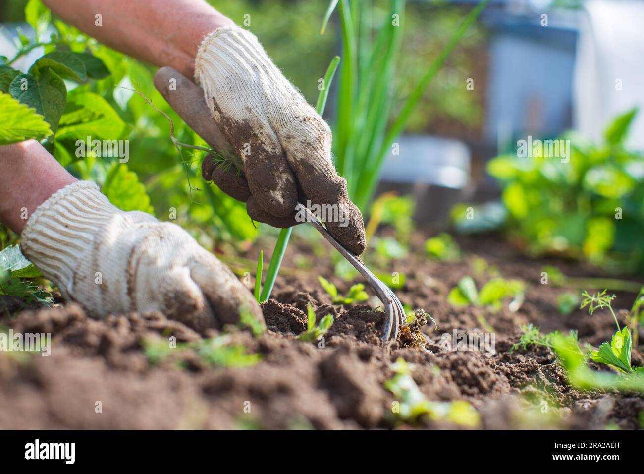 Weeding beds with agricultura plants growing in the garden. Weed ...