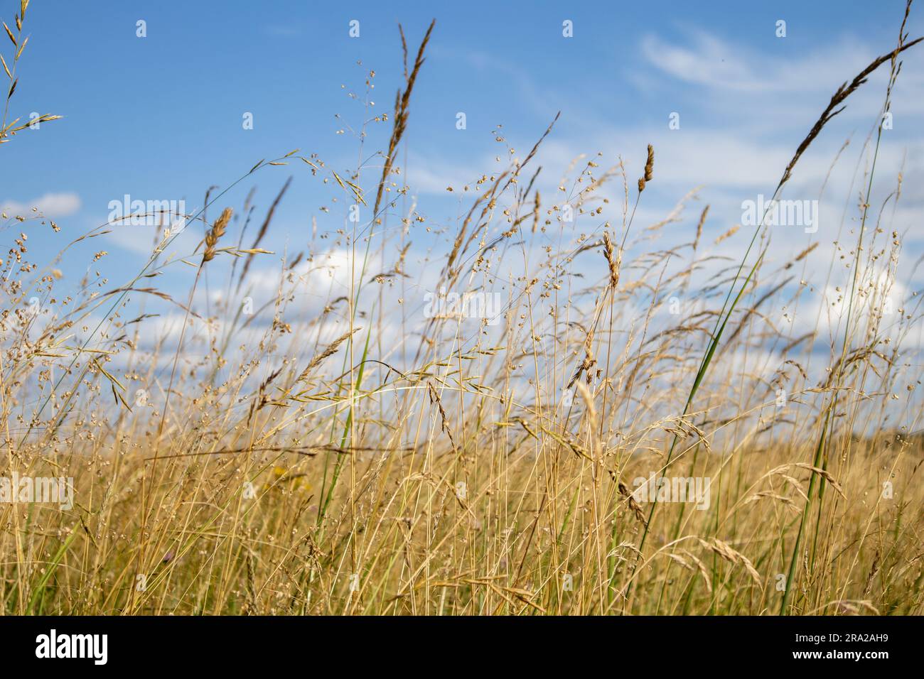 Plant nature clouds weed hi-res stock photography and images - Alamy