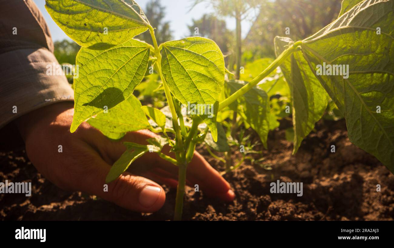 Farmer's hand touches agricultural crops close up. Growing vegetables ...
