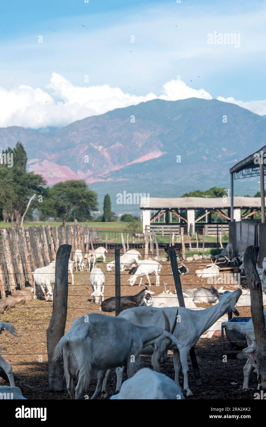 Goats in the corral of the farm Stock Photo - Alamy