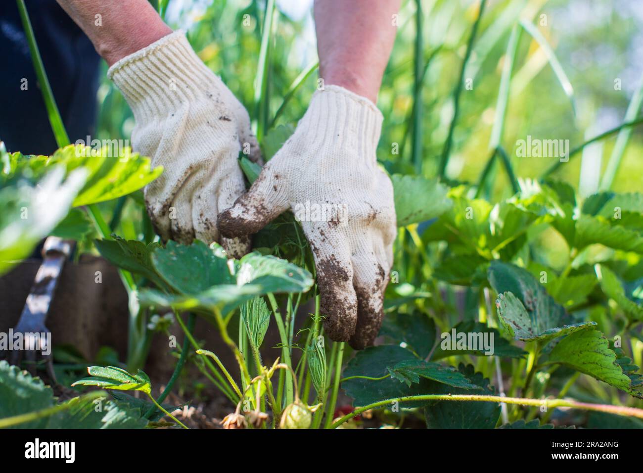 The farmer takes care of the plants in the vegetable garden on the farm ...