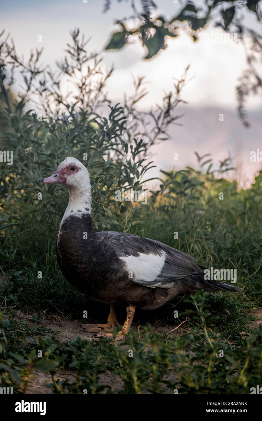 Domestic duck chicks not chick hi-res stock photography and images - Alamy
