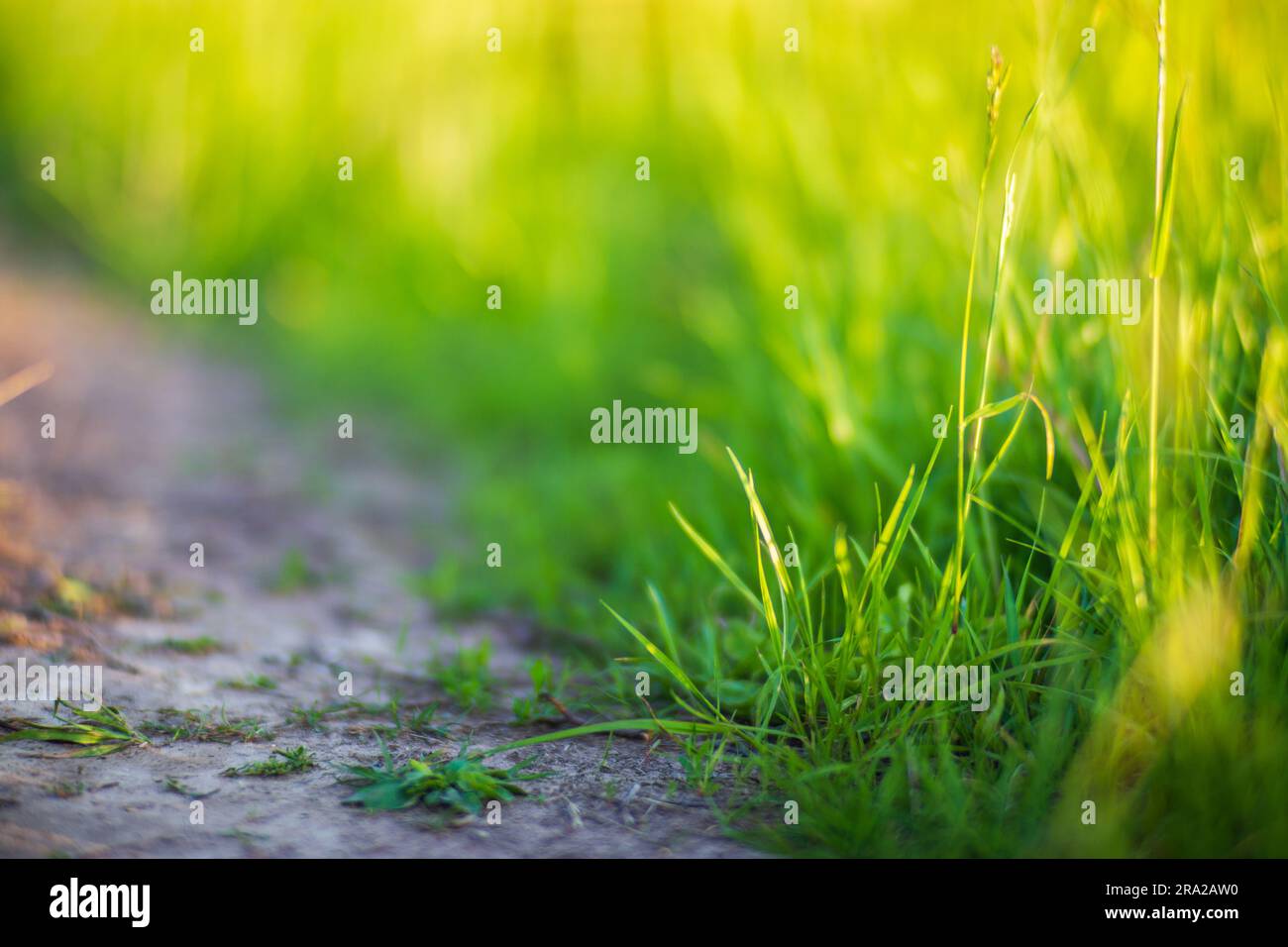 Fresh green grass on a sunny summer day close-up. Beautiful natural ...